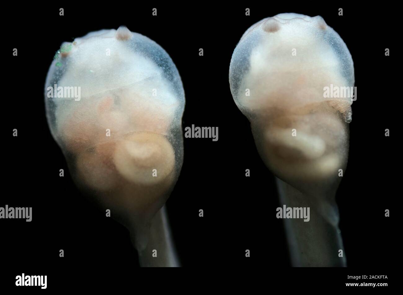 Developing frog tadpoles. Close-up of the bodies of two newly hatched ...