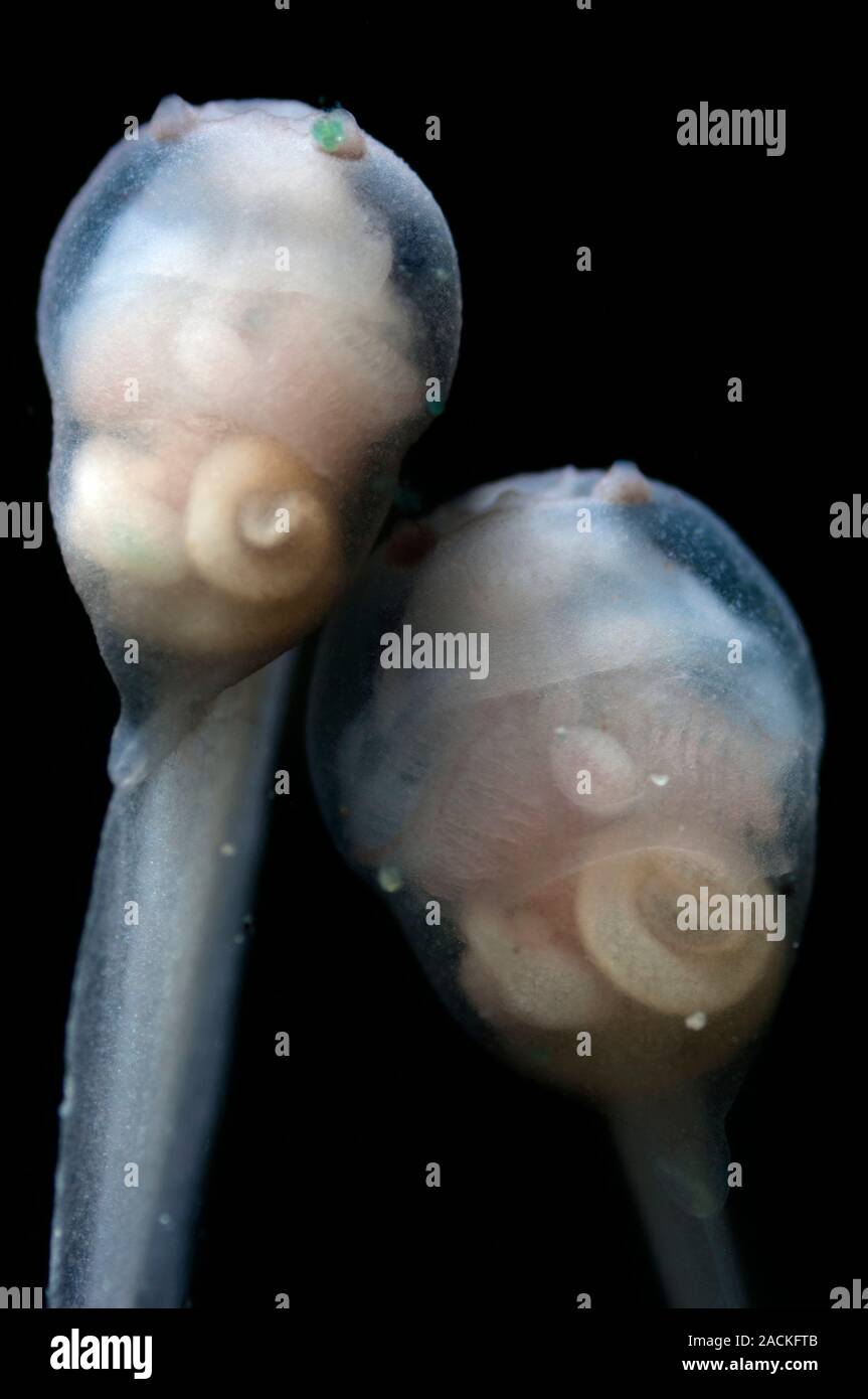 Developing frog tadpoles. Close-up of the bodies of two newly hatched ...