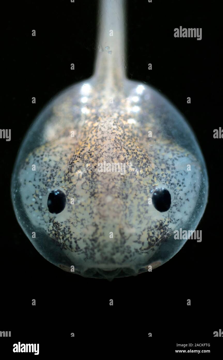Developing frog tadpole. Close-up of a newly hatched tadpole of a ...