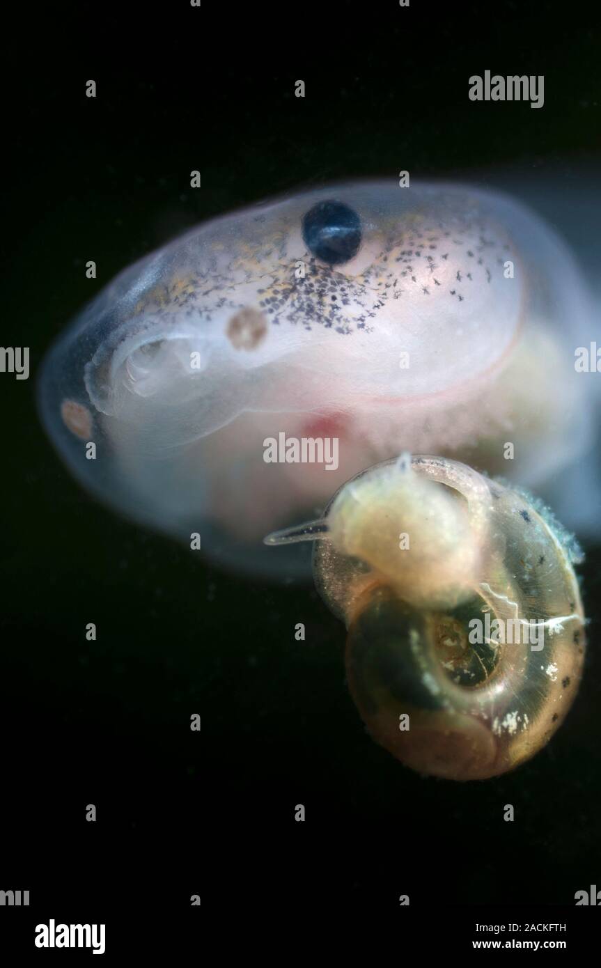 Developing frog tadpole. Close-up of a newly hatched tadpole of a ...