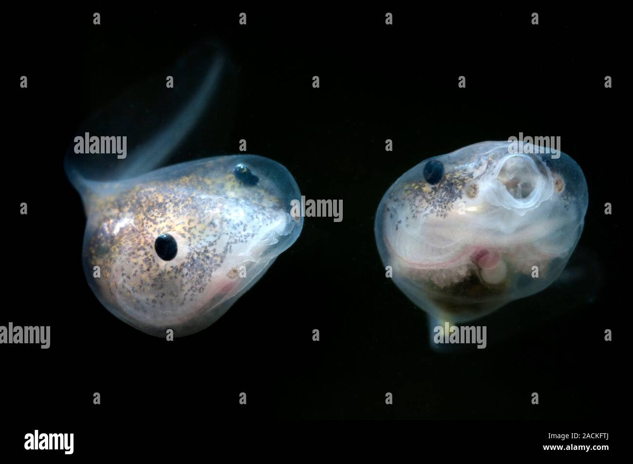 Developing frog tadpoles. Close-up of the bodies of two newly hatched ...