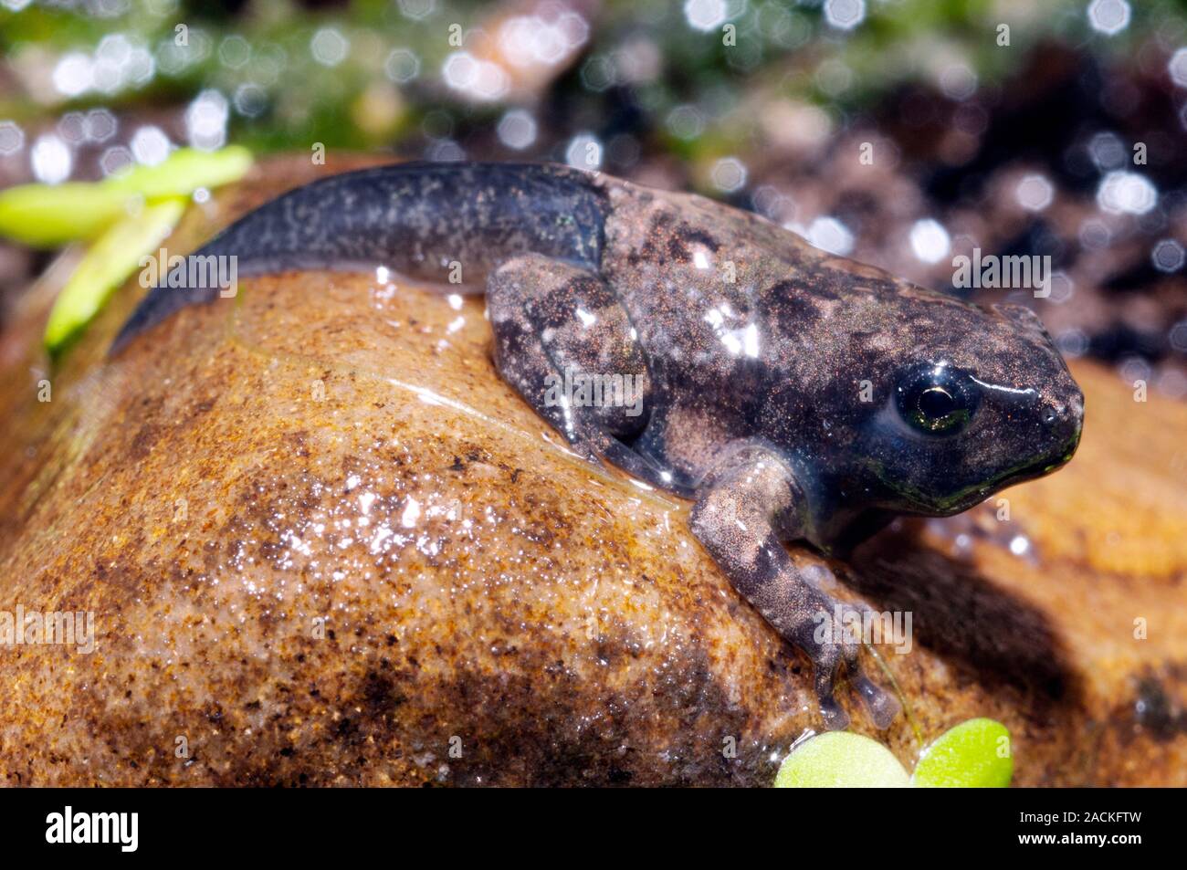 Immature Malagasy burrowing frog (Scaphiophryne marmorata). Young ...