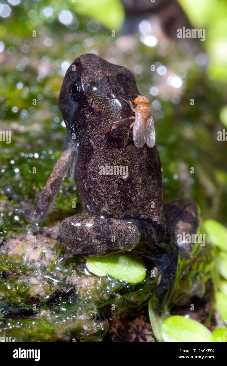 Immature Malagasy burrowing frog (Scaphiophryne marmorata). Young ...