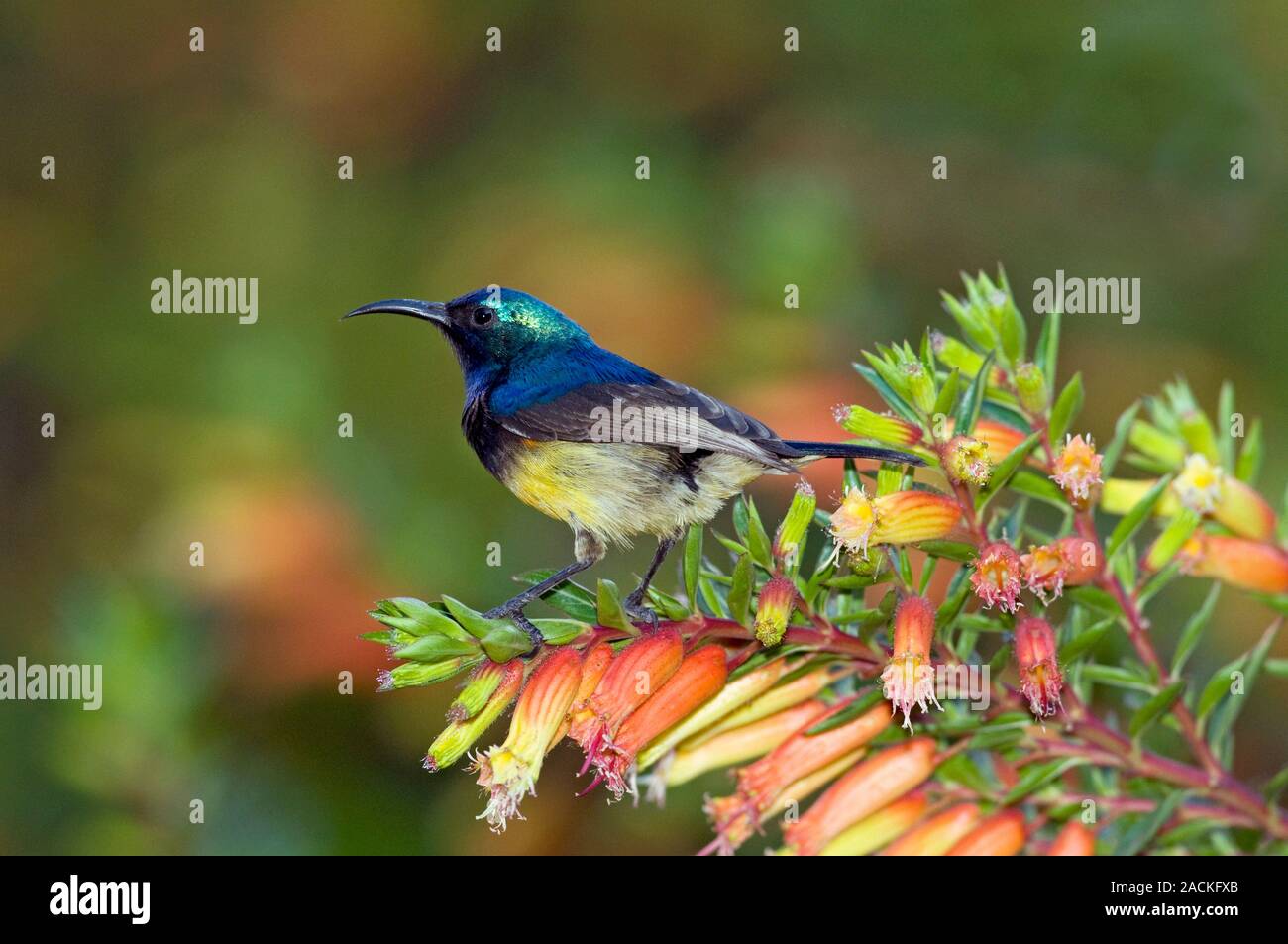 Variable sunbird (Cinnyris venustus) male. Like other sunbirds, this ...
