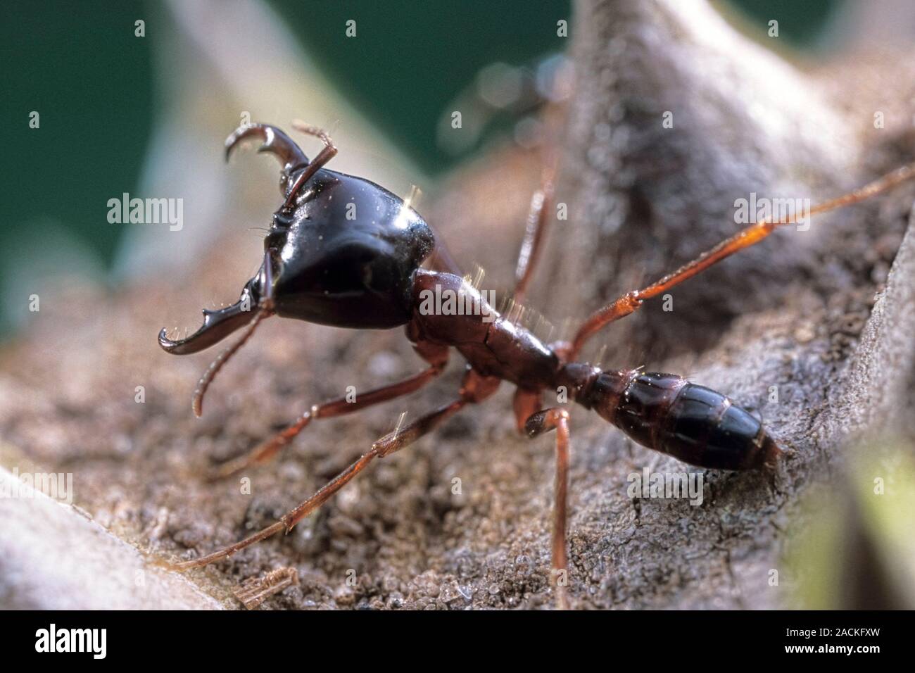 Army ant. Close-up of a soldier army ant (Dorylus anomma nigricans) on ...