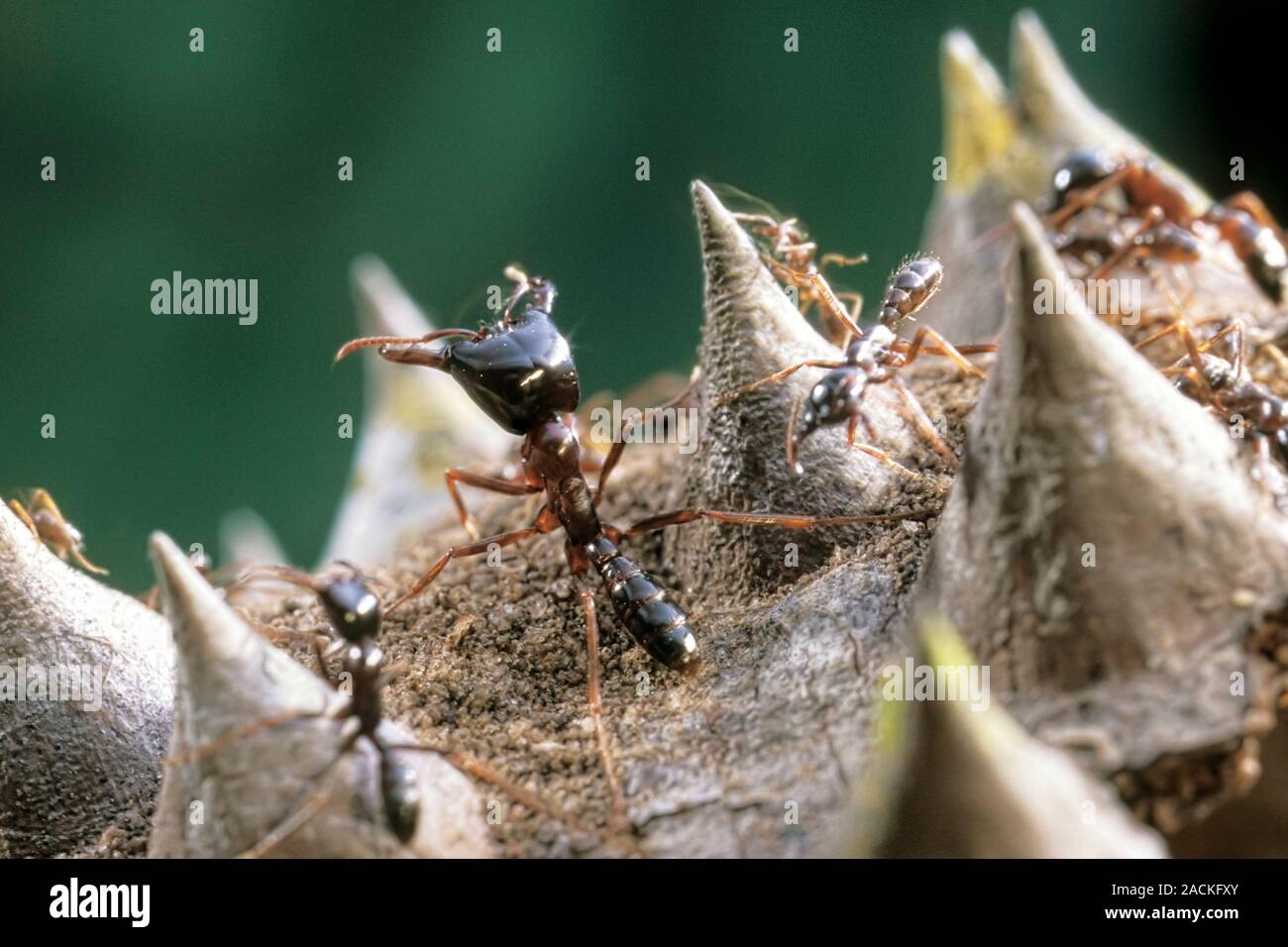 Army ants. Close-up of a soldier army ant (Dorylus anomma nigricans) on ...