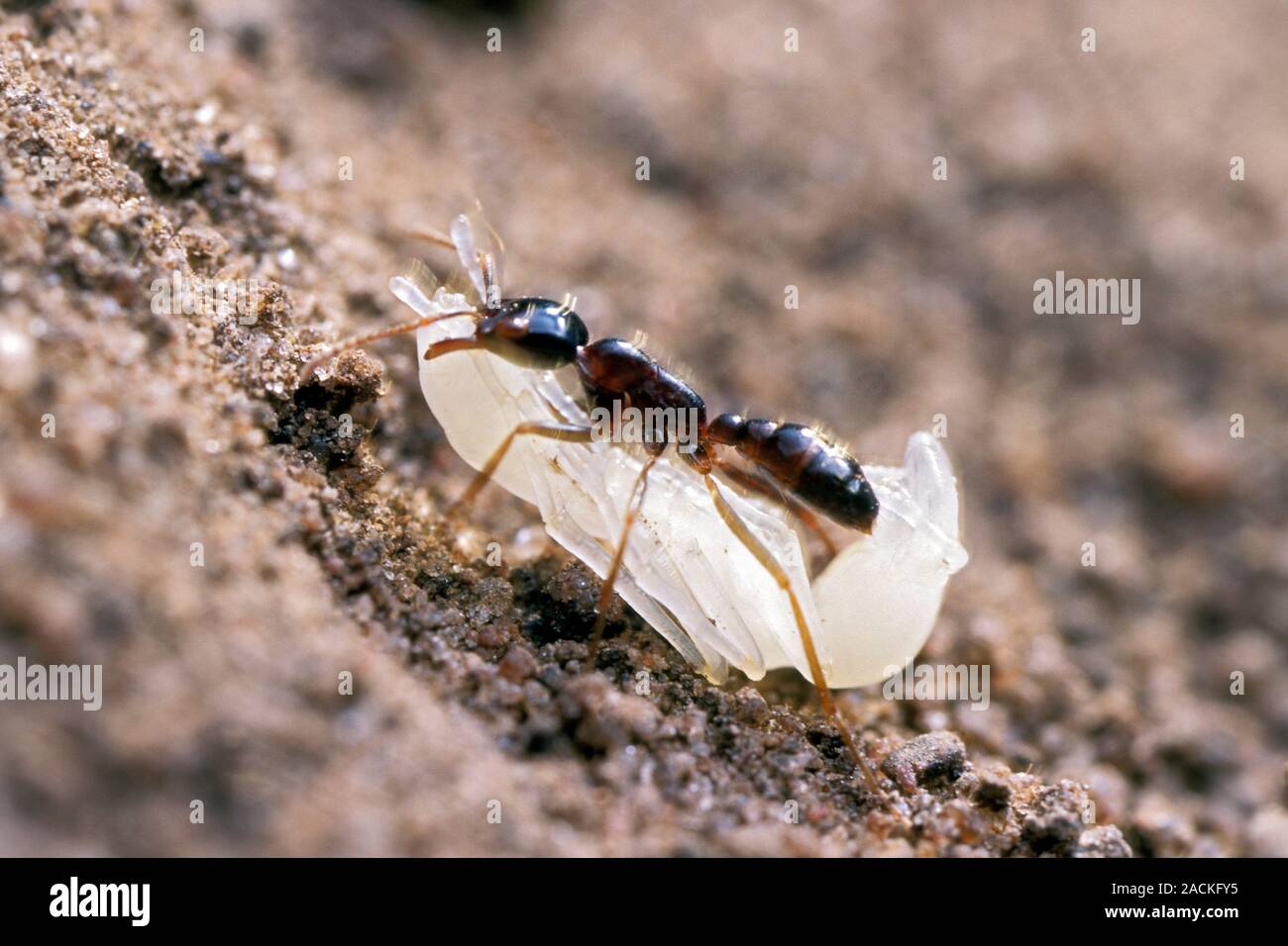 Army ant (Dorylus anomma nigricans) carrying pupa during migration of ...