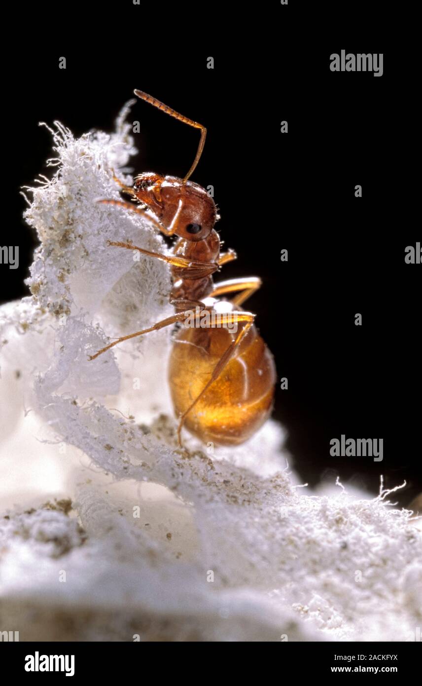 Ants. Worker Proformica ferreri ant with a dilated abdomen. These ants ...