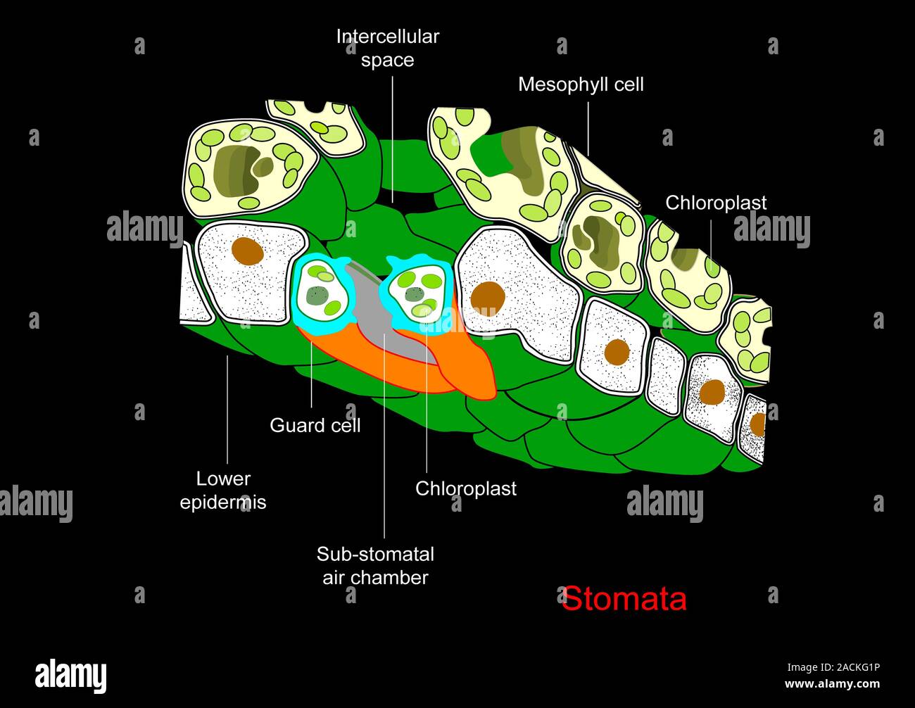 Plant stomata. Artwork of a section through a leaf showing a stoma ...