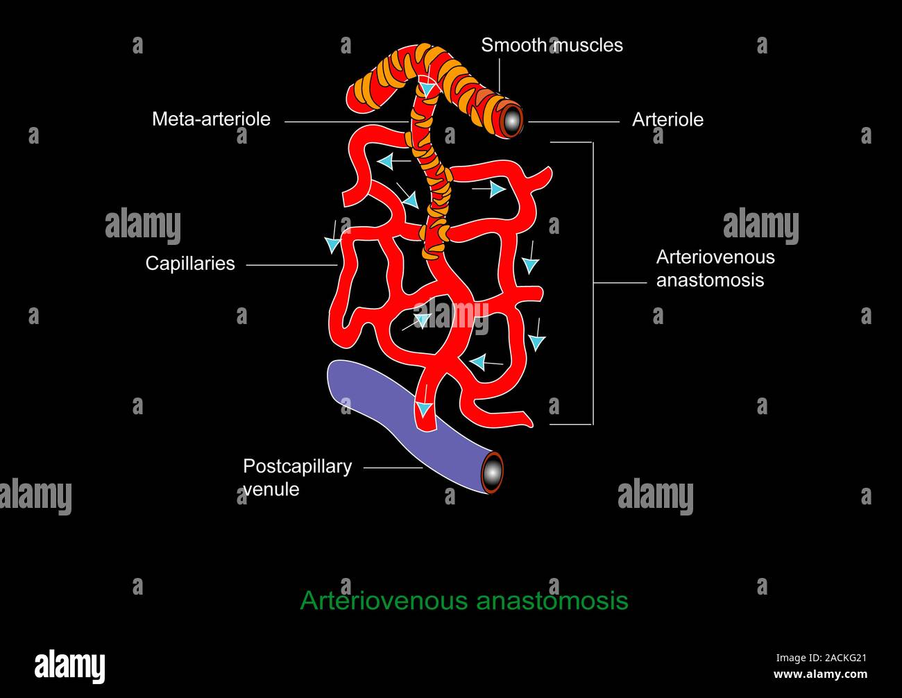 Microcirculation. Artwork showing the network of blood vessels that ...
