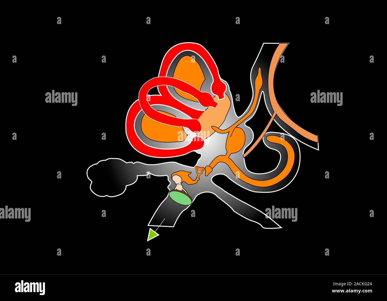 Inner ear anatomy. Artwork showing the anatomy of the inner human ear ...