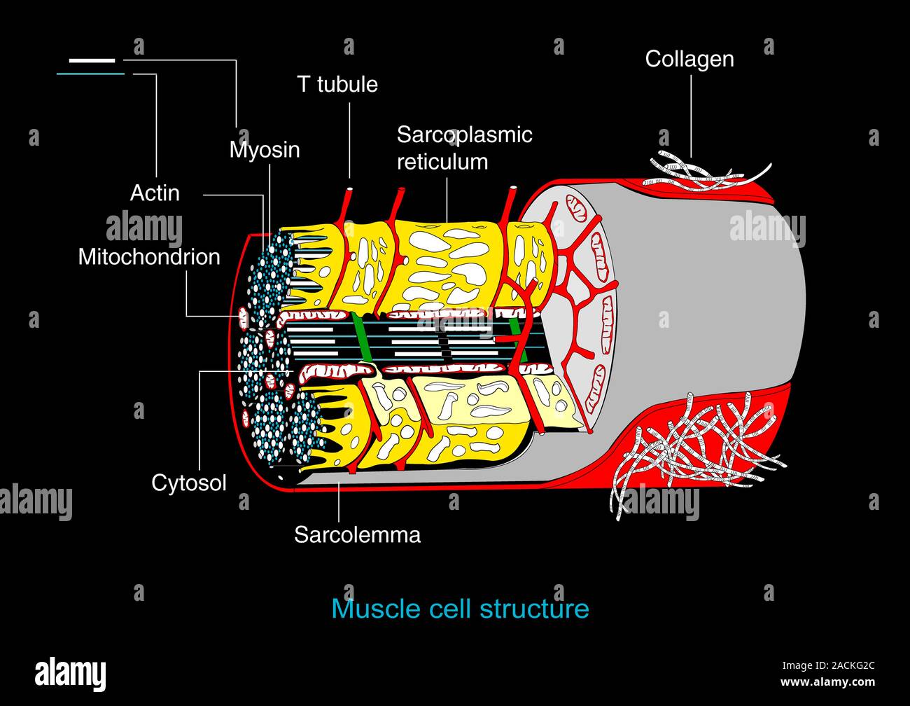 Muscle cell anatomy. Artwork of the anatomy of a muscle cell, also ...