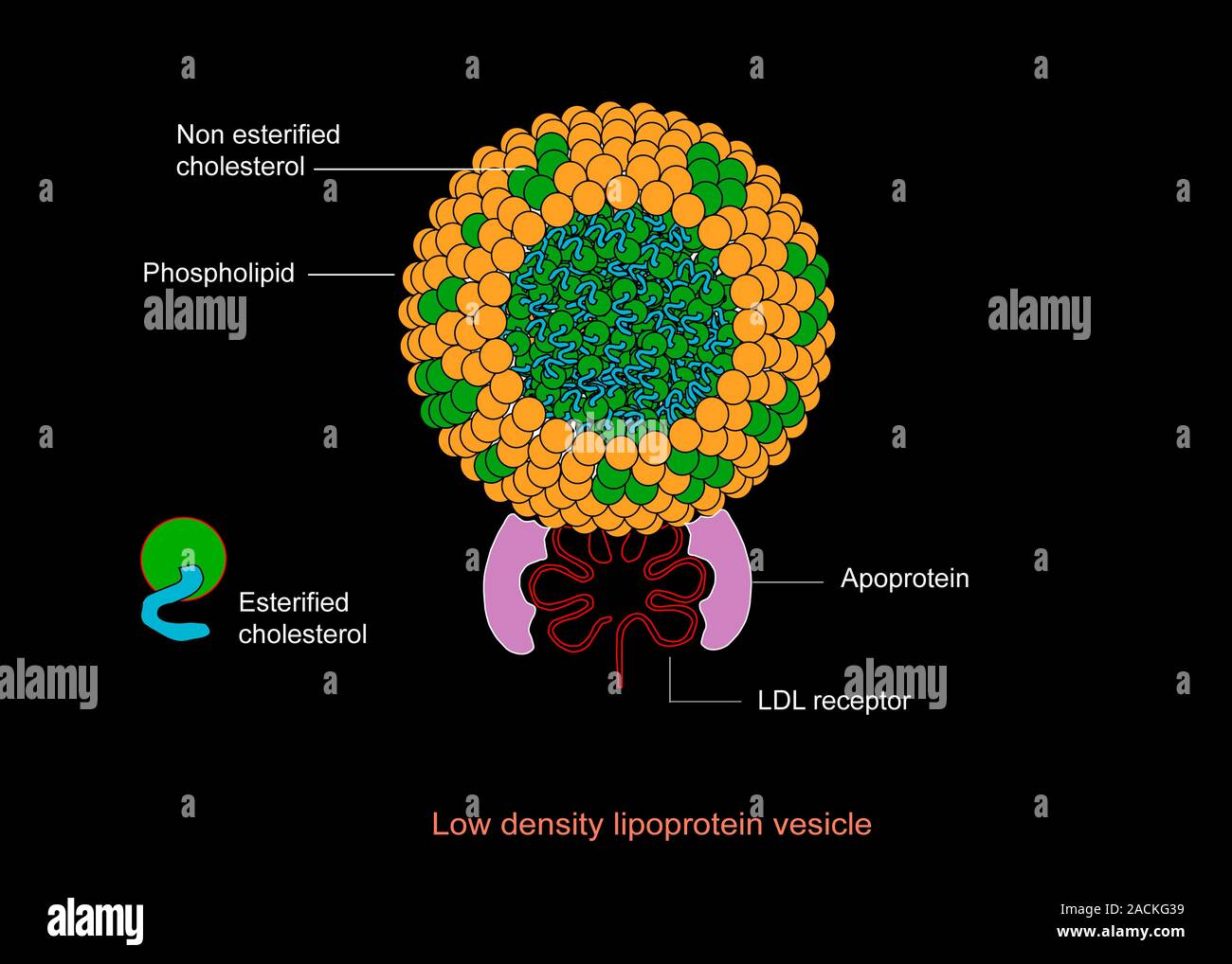 Cholesterol particle, artwork. This is low density lipoprotein (LDL ...