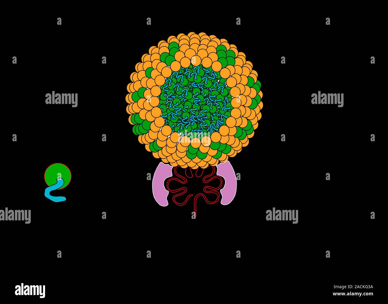Cholesterol particle, artwork. This is low density lipoprotein (LDL ...