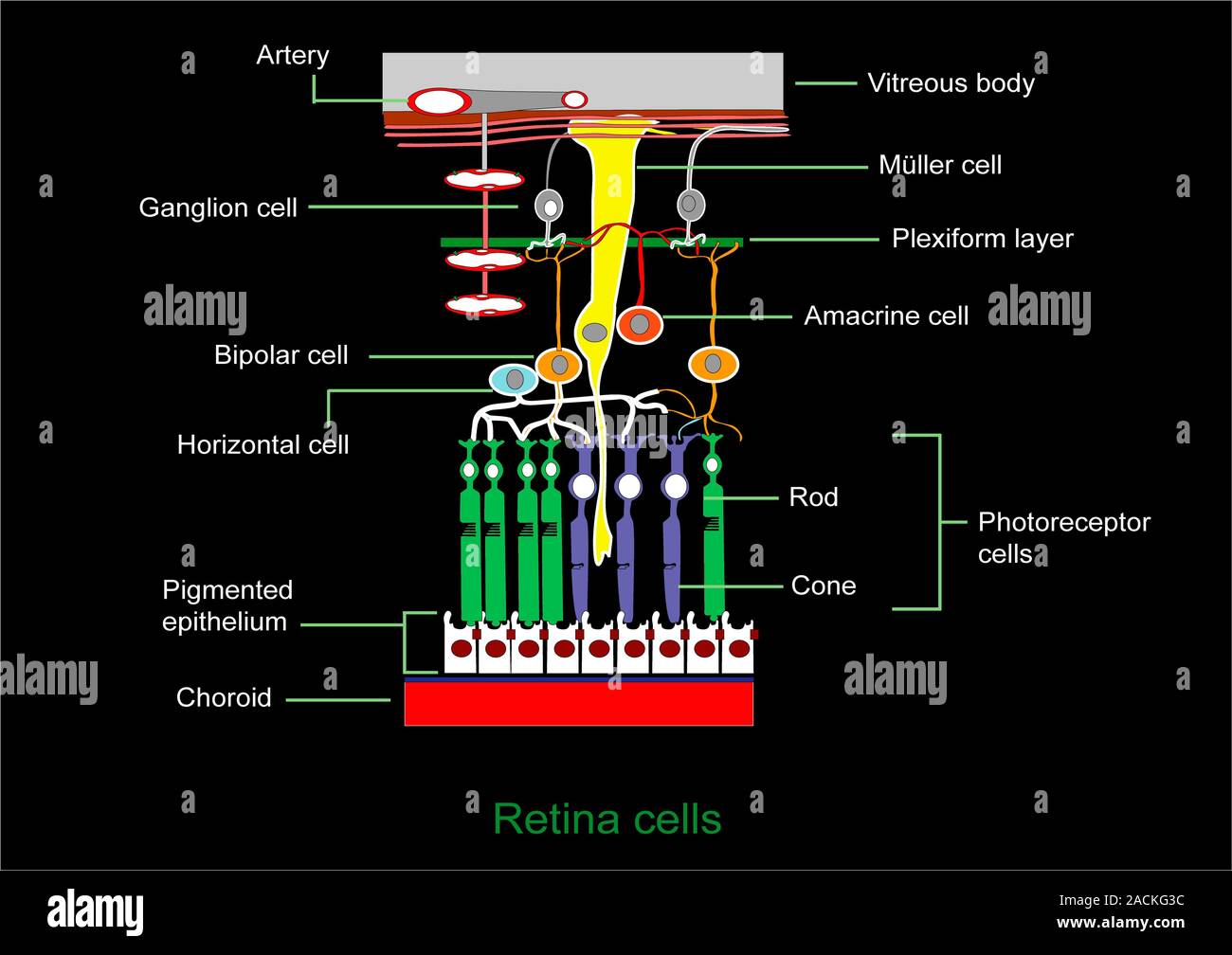 Retinal structure, artwork. Light falling on the retina passes from top ...