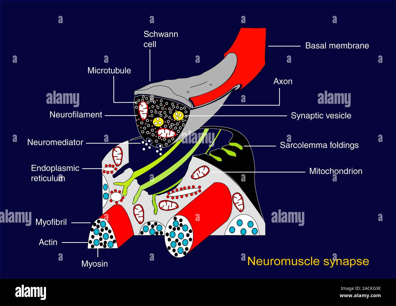 Neuromuscular junction. Artwork showing the junction between a neuron ...