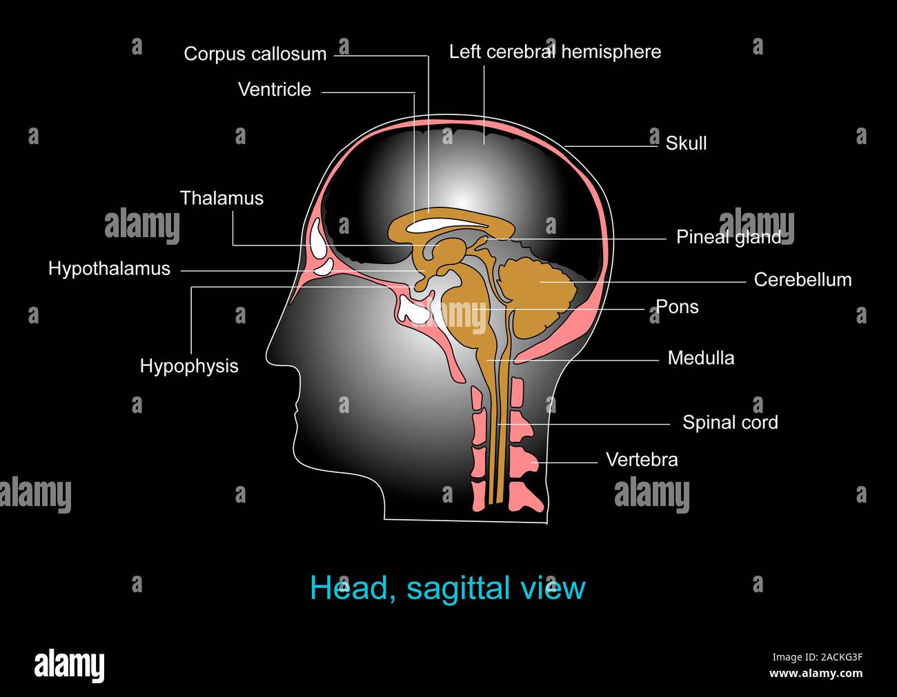 Human brain anatomy. Artwork of a sagittal section through the head ...