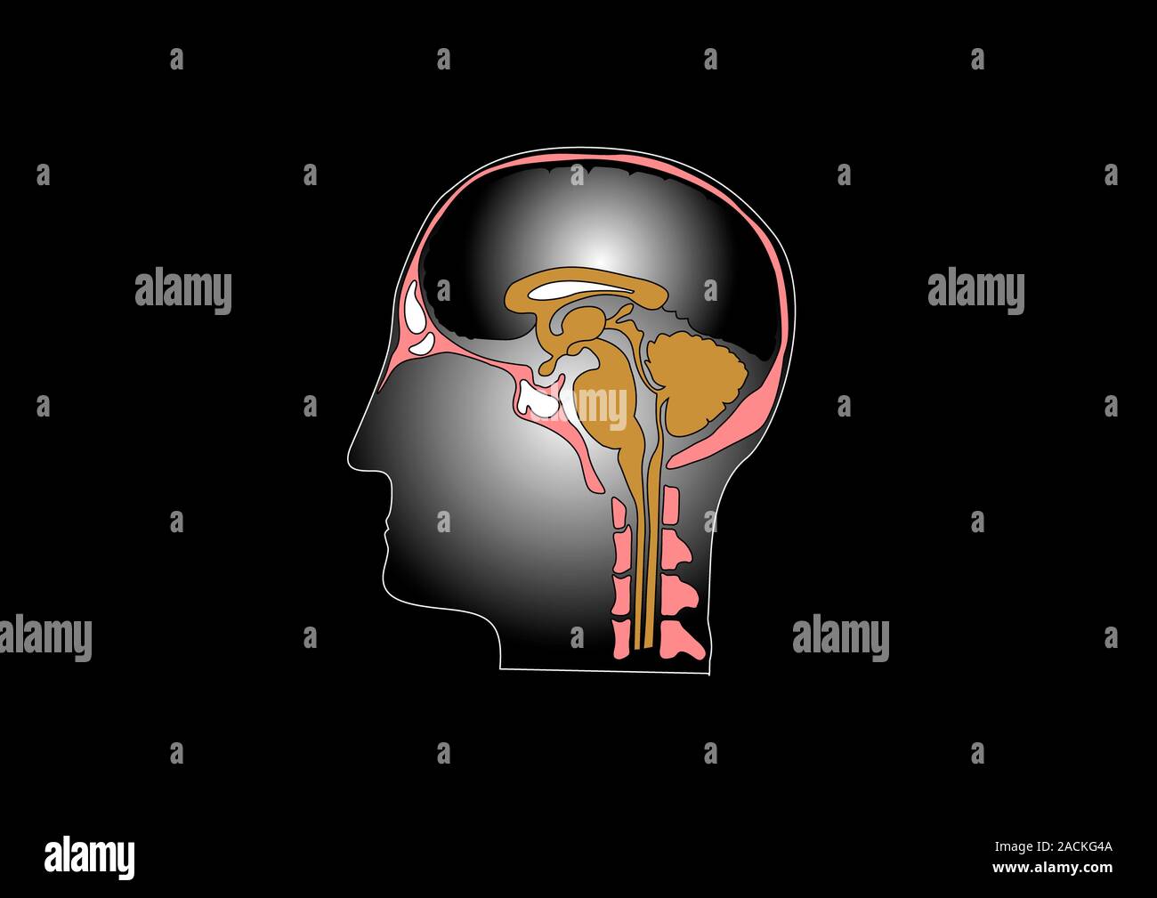 Human brain anatomy. Artwork of a sagittal section through the head ...