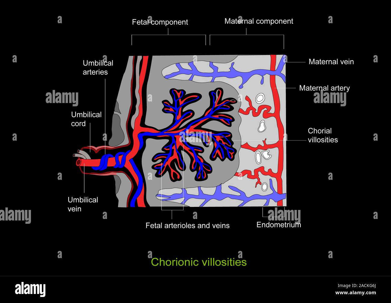 Placental villus. Artwork of a section through part of a placenta ...