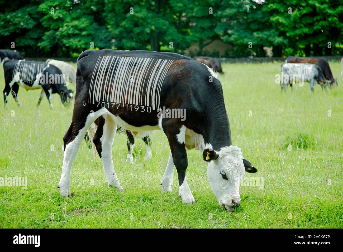 Livestock research. Conceptual image of domesticated cows (Bos ...