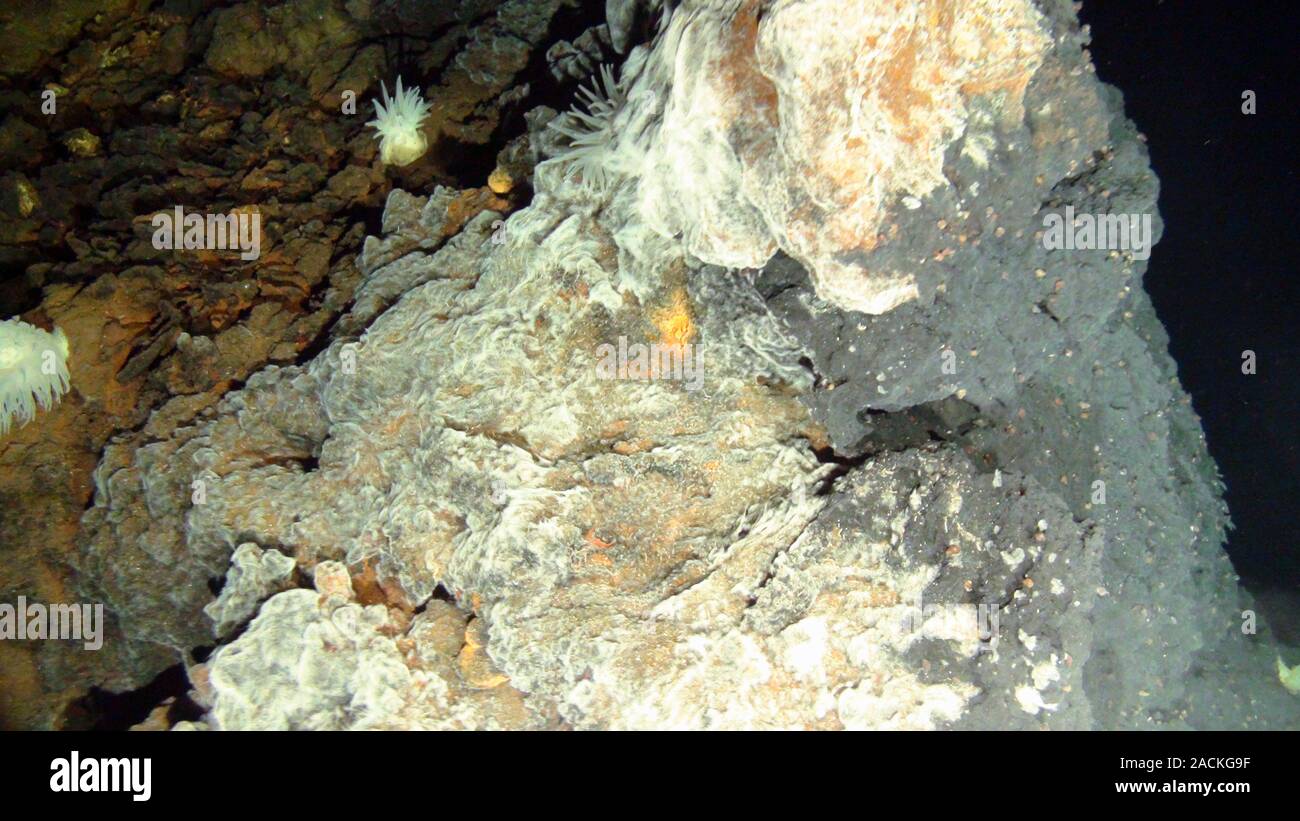Hydrothermal bacterial mat on an underwater volcanic vent. This ...