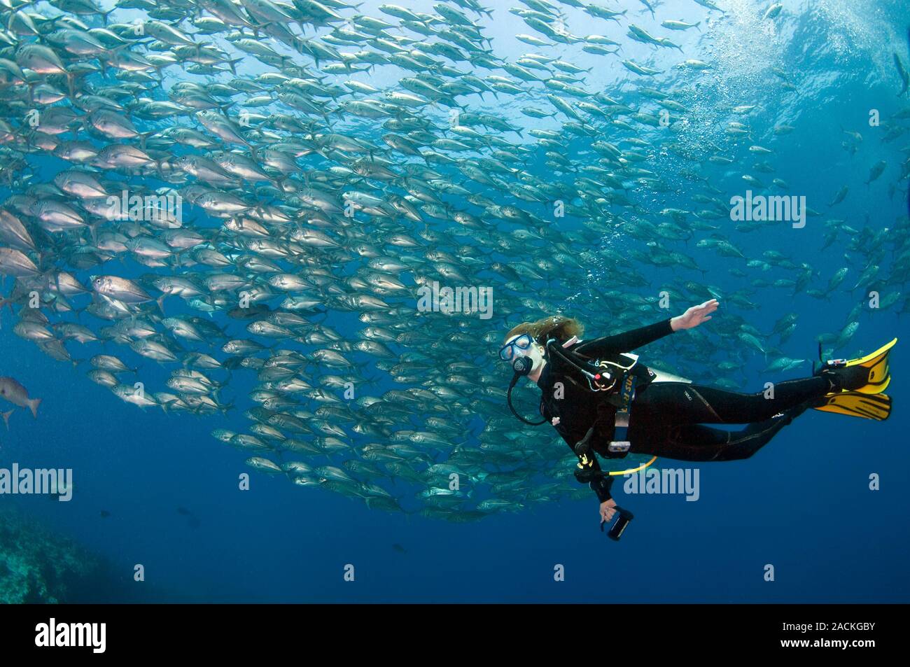 Diver and reef fish. Female diver using scuba diving equipment while ...