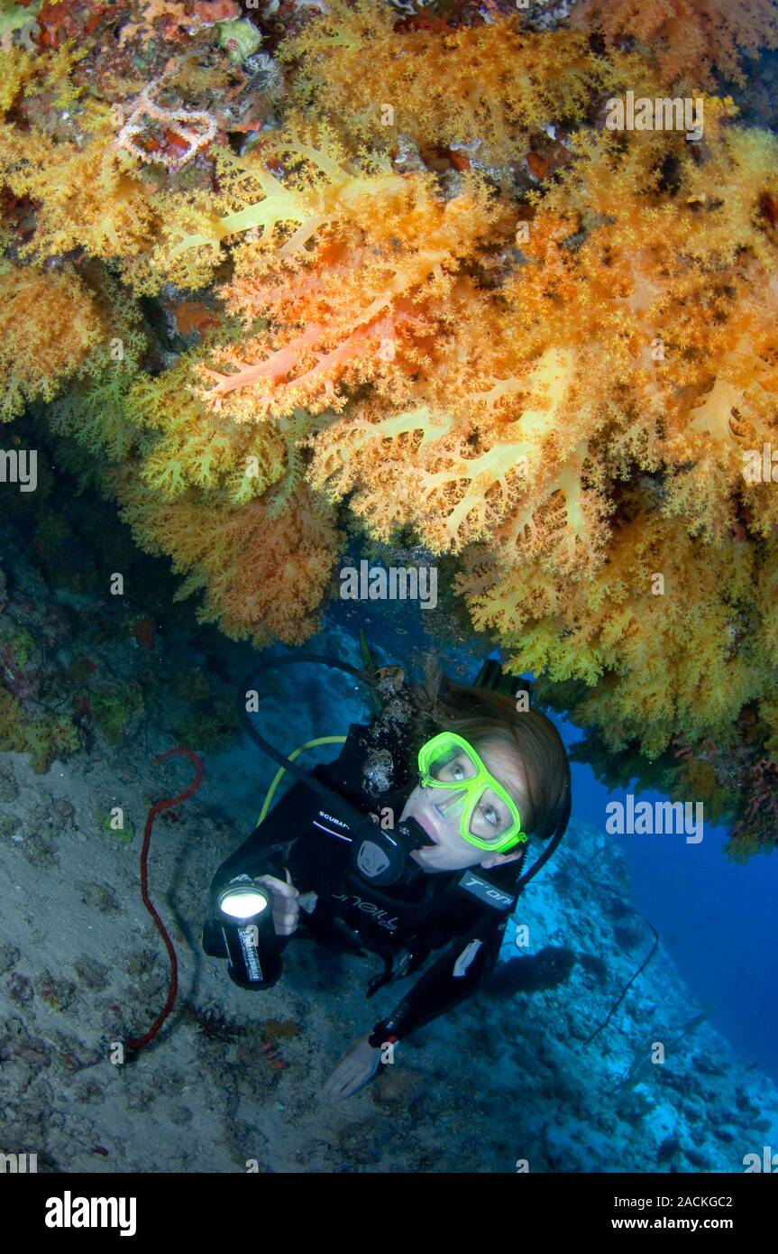 Diver exploring a reef. Female diver using scuba diving equipment while ...