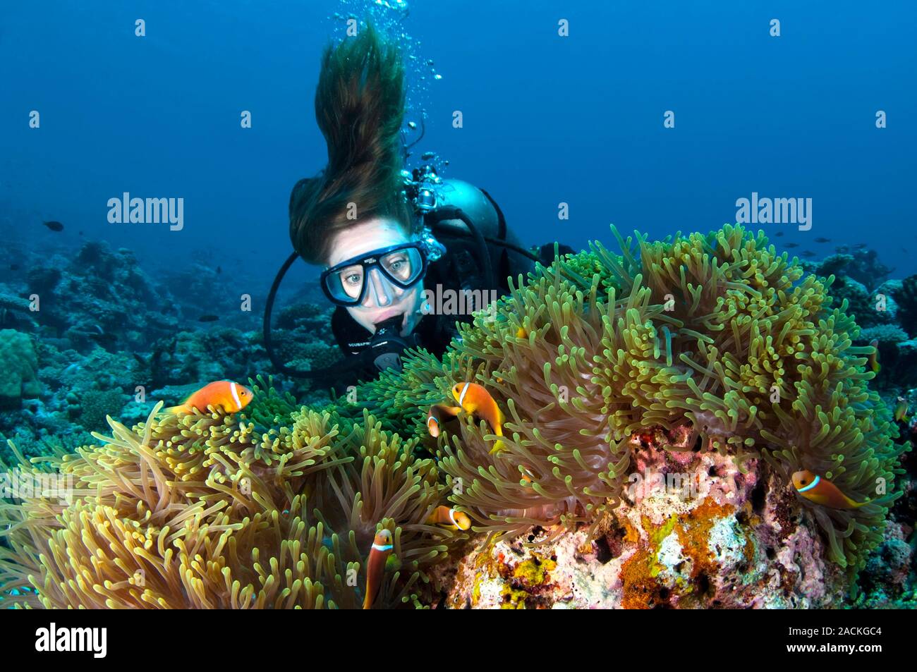 Diver exploring a reef. Female diver using scuba diving equipment while ...