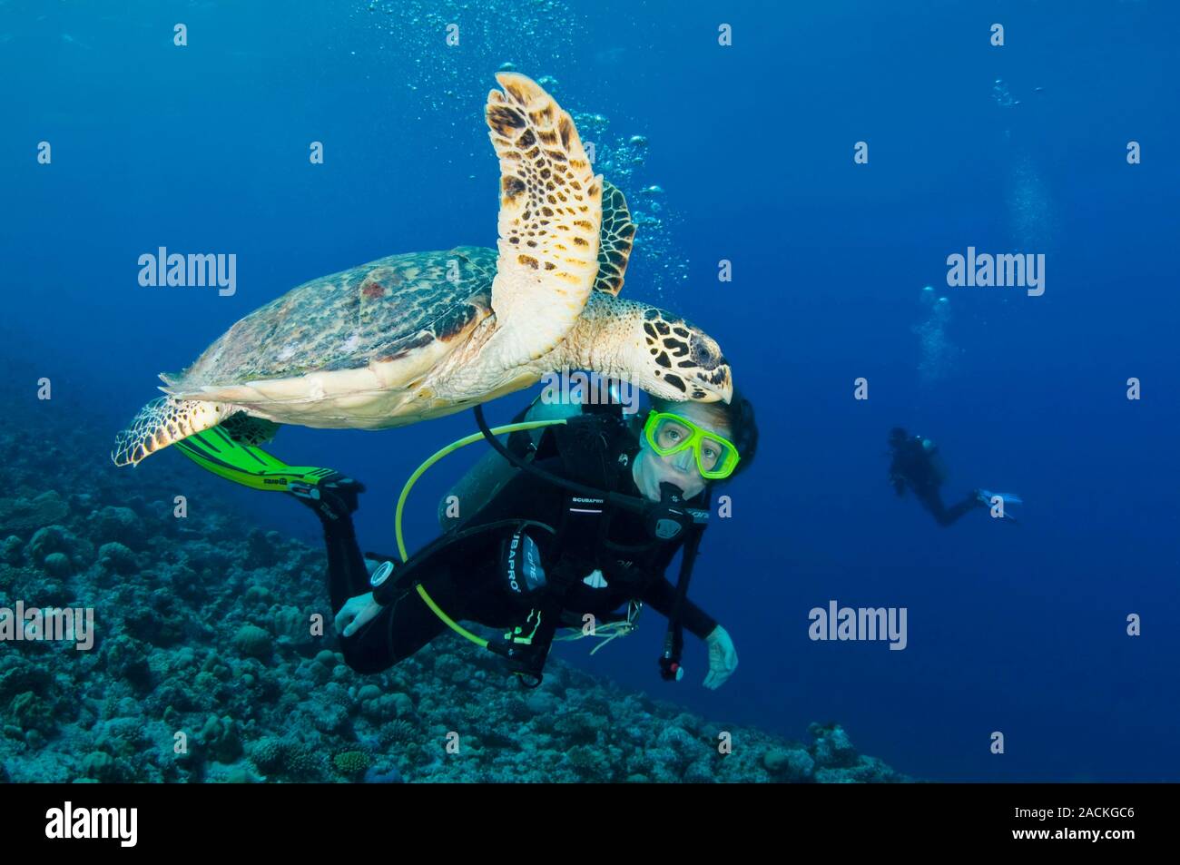Diver and hawksbill turtle. Female diver using scuba diving equipment ...