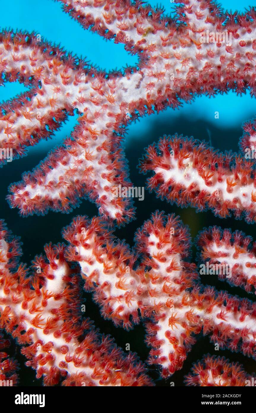 Gorgonian polyps. Close-up of branches of a Subergorgia gorgonian with ...