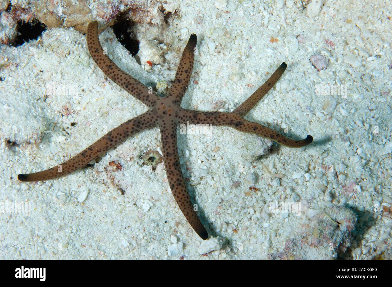 Starfish on a coral reef. This starfish has one of its limbs branching ...