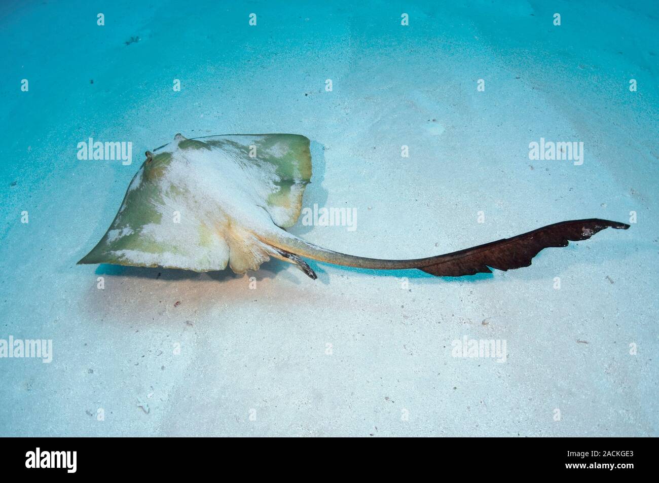 Cowtail stingray (Pastinachus sephen) on a sandy sea floor ...