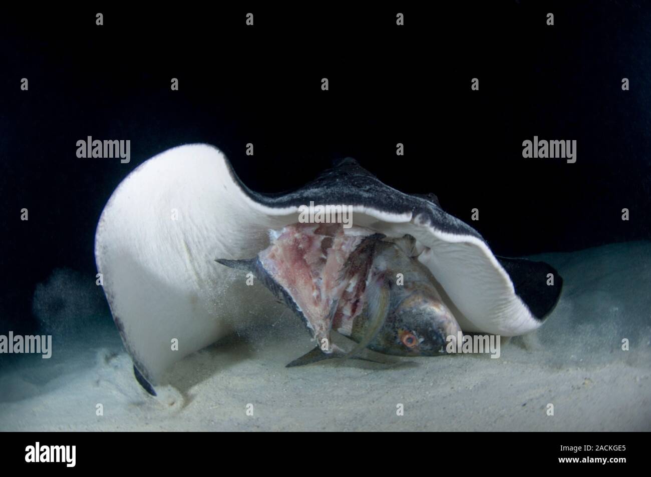 Marble ray (Taeniura meyeni) feeding on a dead fish. Photographed at ...
