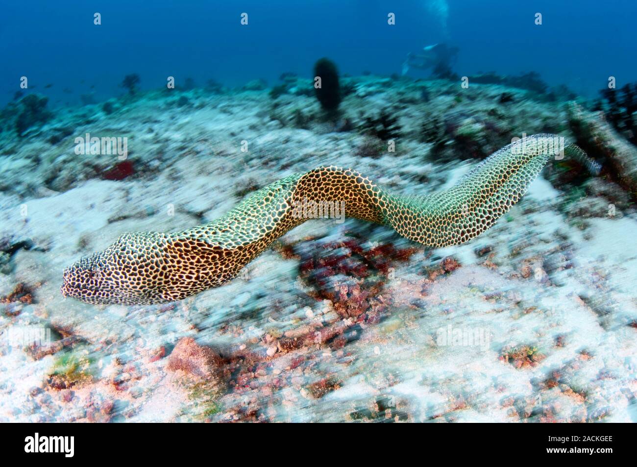 Blackspotted moray eel (Gymnothorax favagineus) swimming over a coral ...