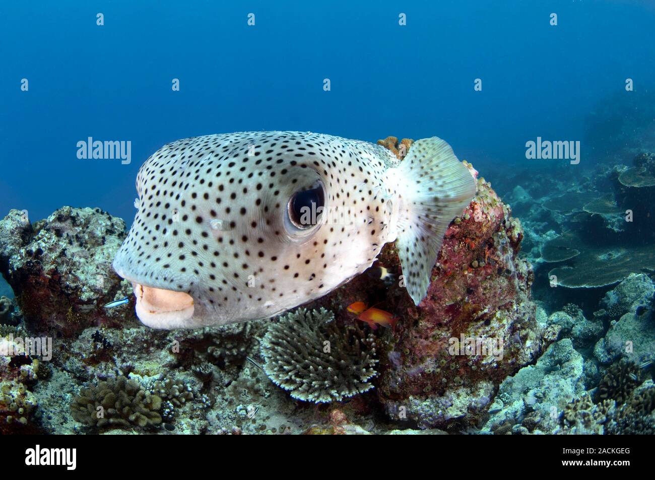 Porcupine pufferfish (Diodon hystrix) swimming over a coral reef ...