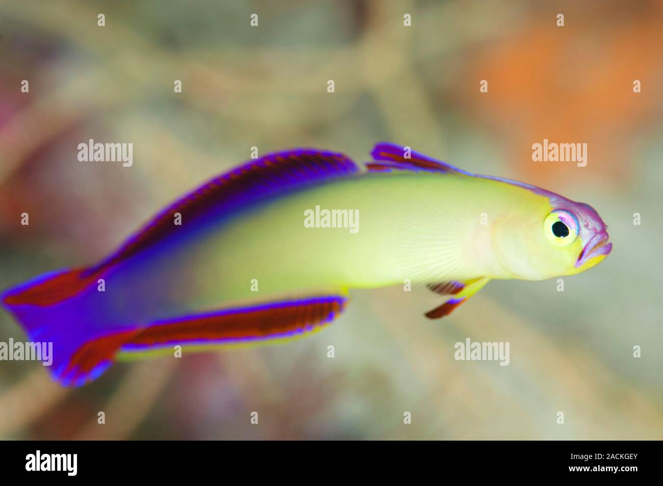 Purple fire-goby (Nemateleotris decora) swimming over a coral reef ...