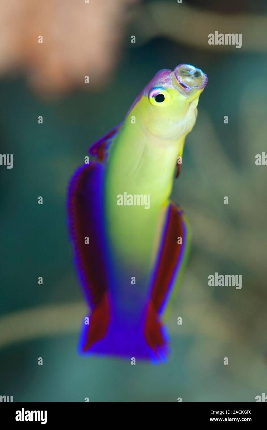 Purple fire-goby (Nemateleotris decora) swimming over a coral reef with ...