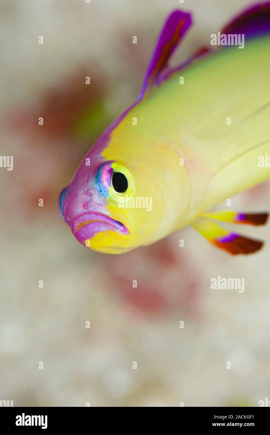 Purple fire-goby (Nemateleotris decora) swimming over a coral reef ...