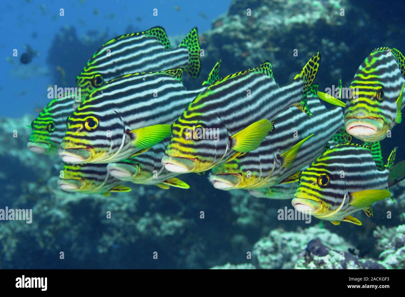 Oriental sweetlips (Plectorhinchus vittatus) swimming over a coral reef ...