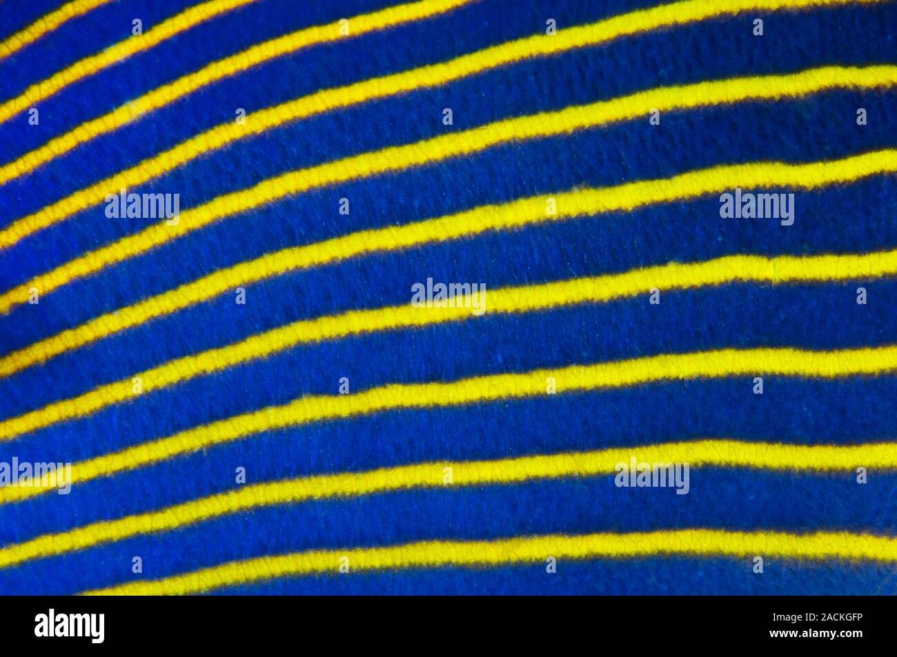Emperor angelfish stripes. Close-up of the blue and yellow stripes of ...