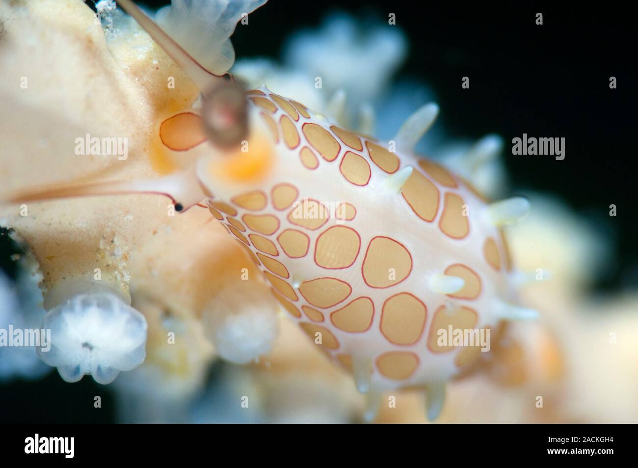 Egg cowry. This is the shell of a Primovula marine gastropod mollusc ...