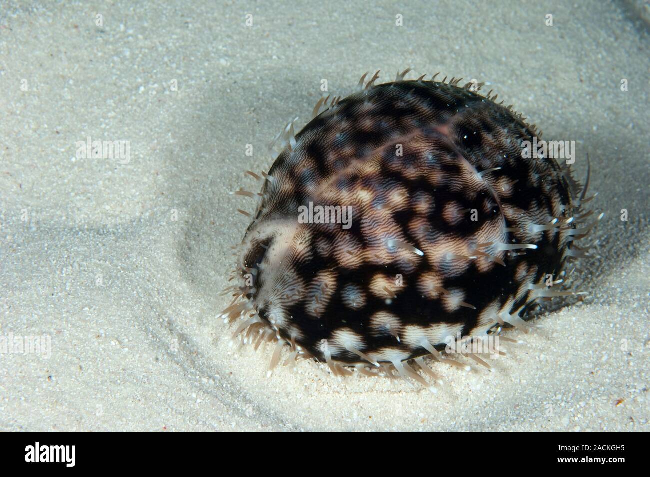 Tiger cowry (Cypraea tigris) on sand. Photographed at Vaavu Atoll, in ...