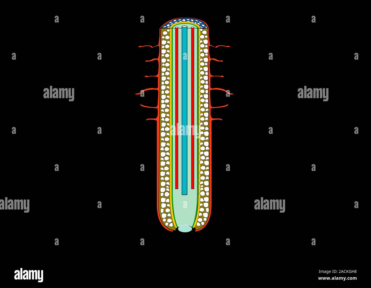 Plant root anatomy. Artwork of a longitudinal section through the root ...