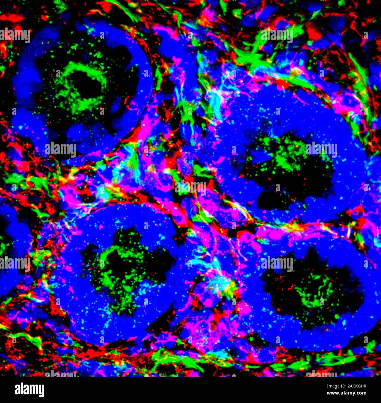 Intestinal villi. Fluorescence deconvolution micrograph of a cross ...