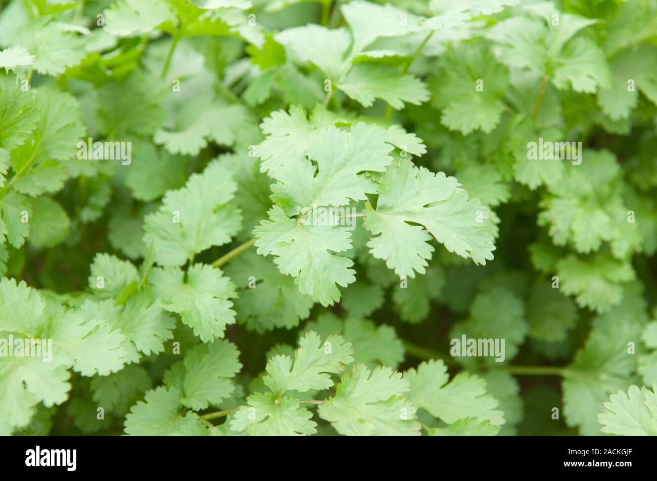 Coriander crop. Close-up of coriander plants (Coriandrum sativum ...