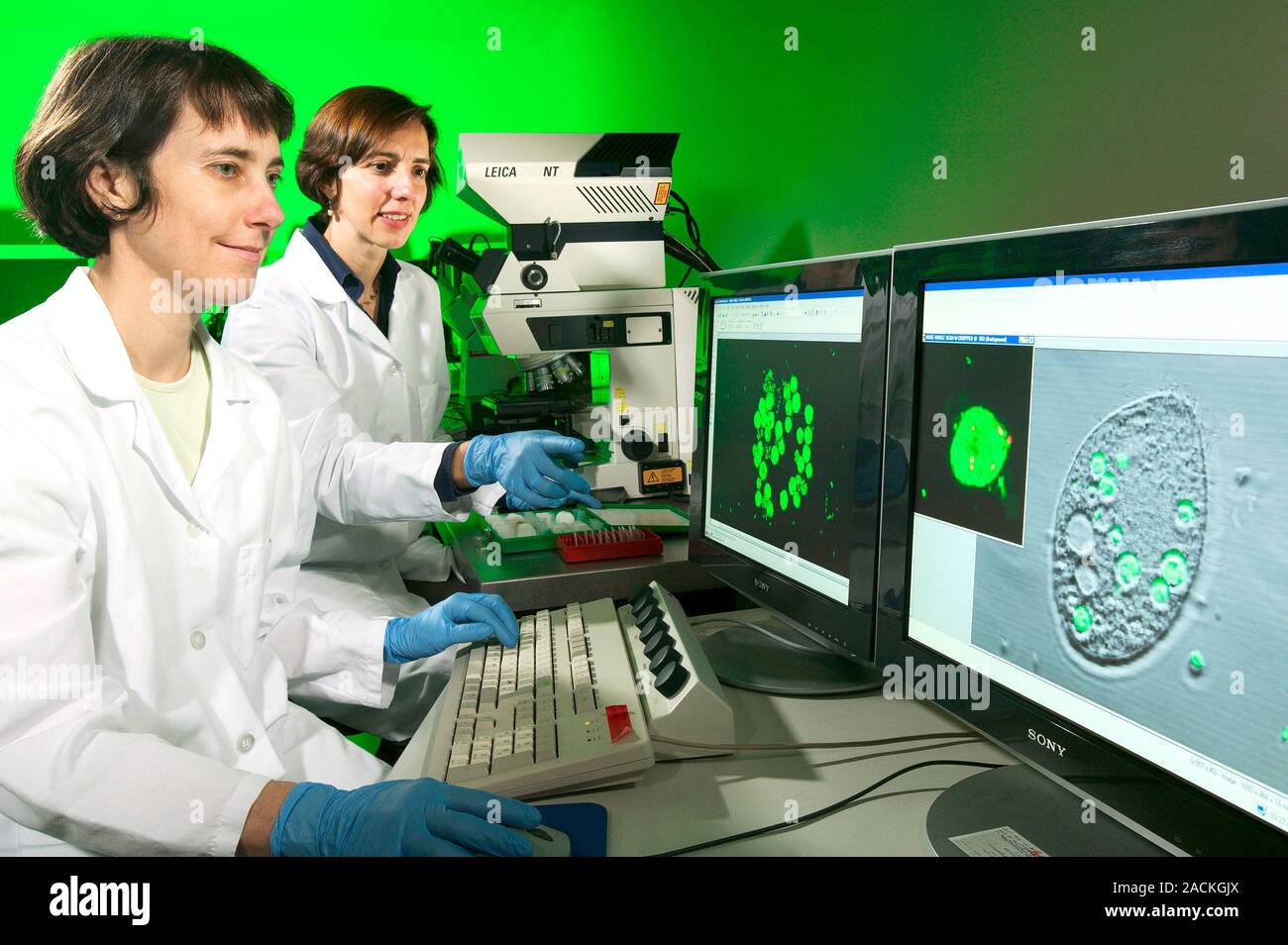 Microbiology research. Microbiologists examining confocal light ...