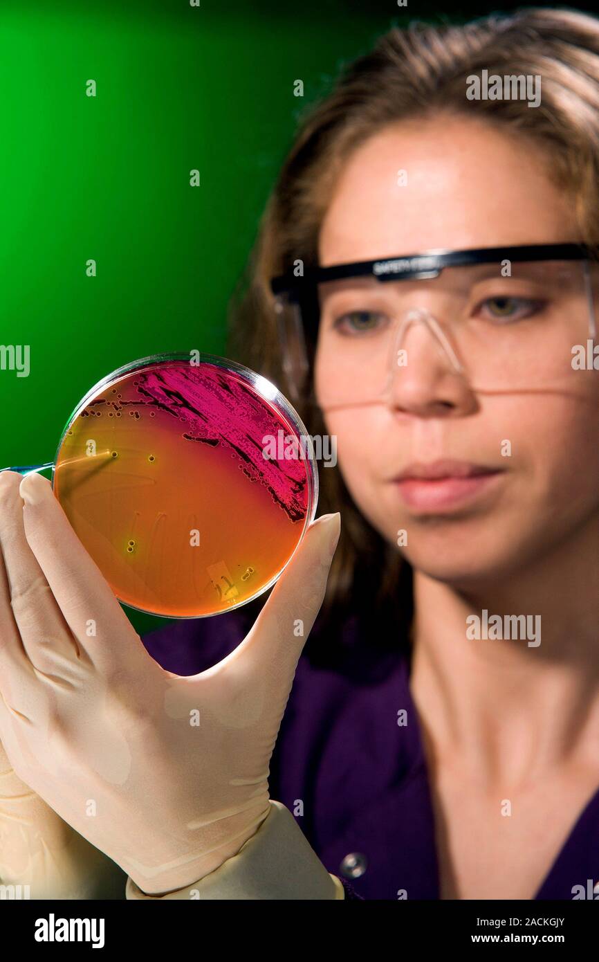 Bacteria research. Technician collecting a sample of a Salmonella ...