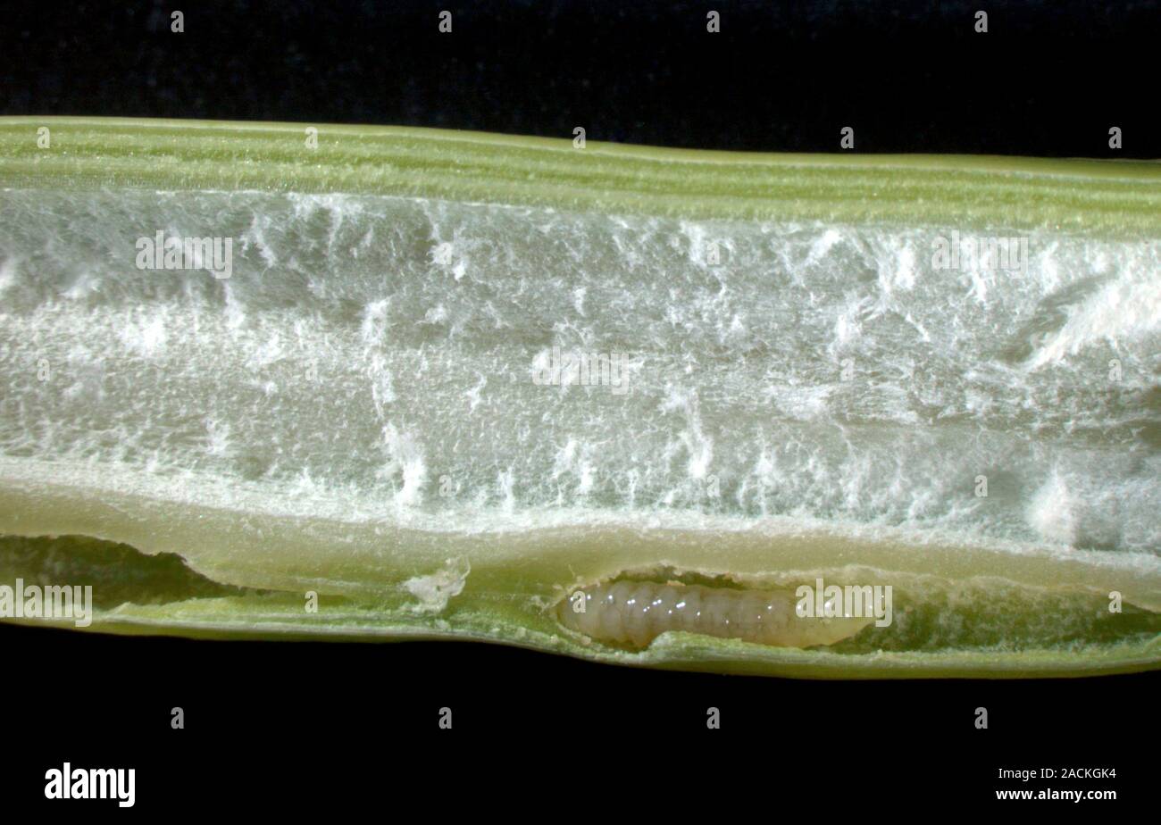 Gall wasp larva in a plant stem. Close-up of a Tetramesa romana larva ...