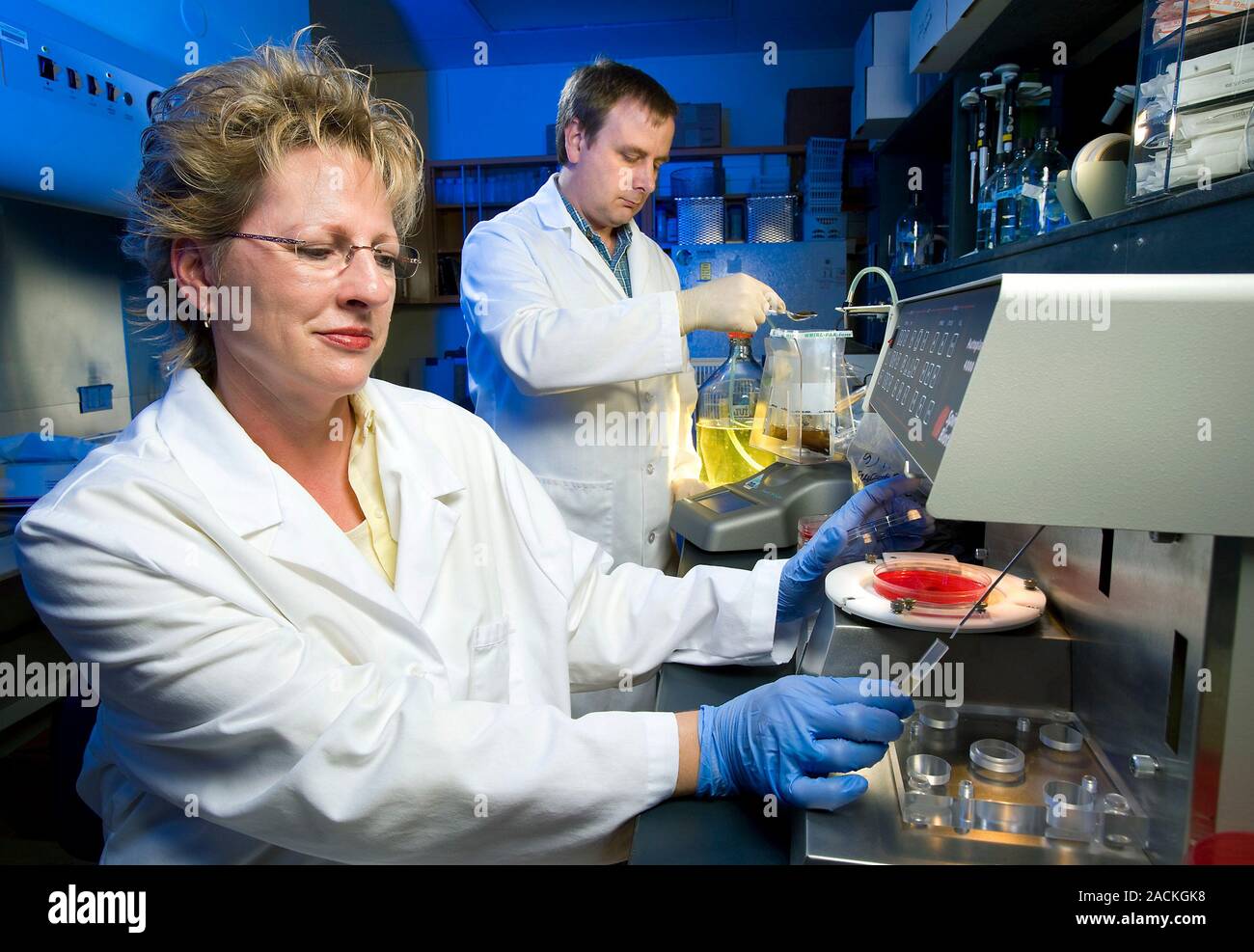 Microbiology research. Microbiologists examining bovine faecal samples ...