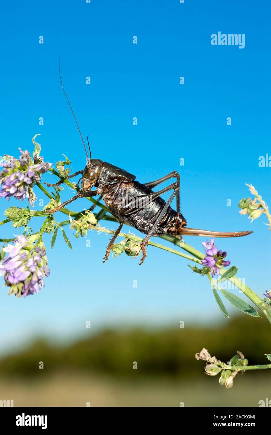 Mormon cricket (Anabrus simplex) on a plant stem. This large insect can ...